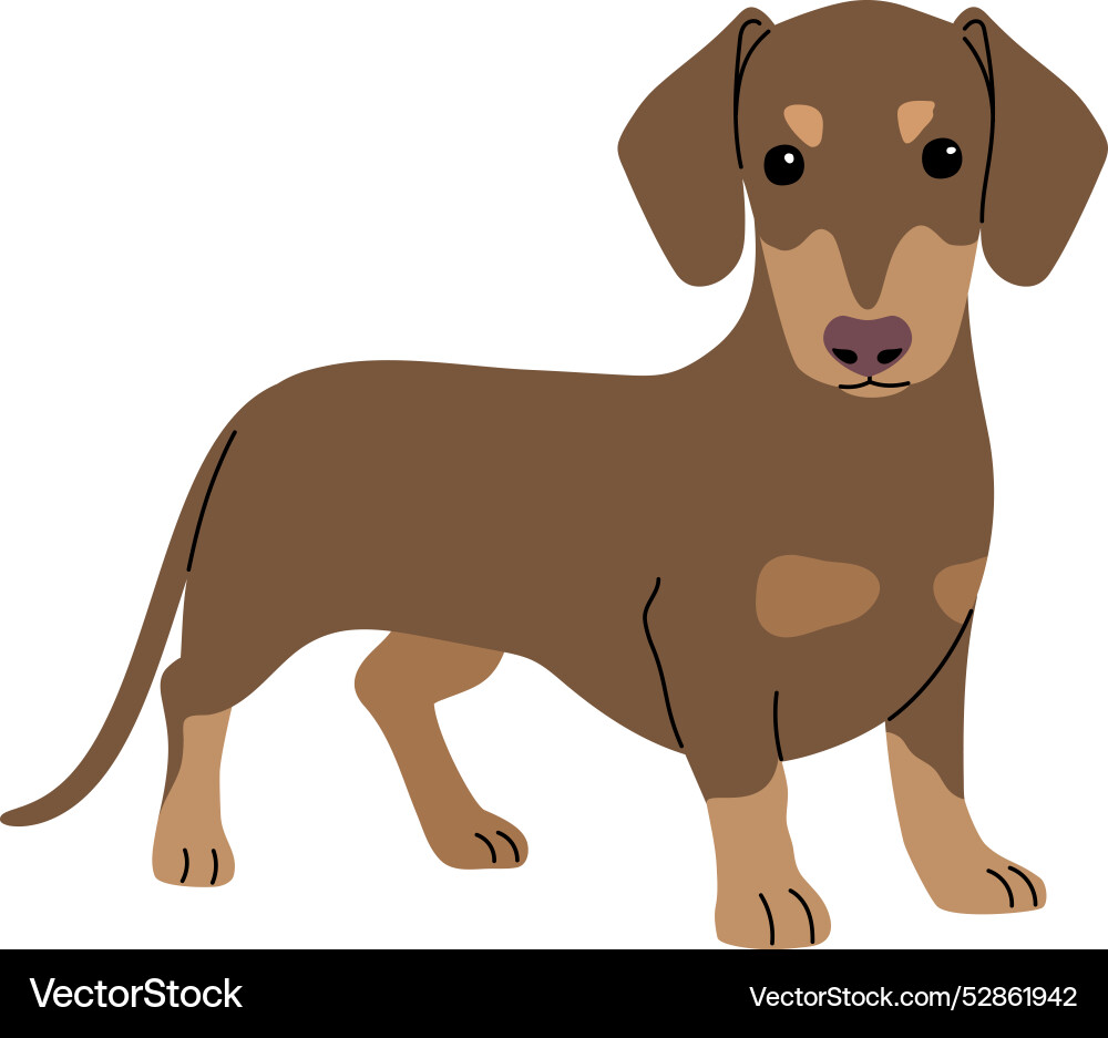 Dachshund dog on a white background Royalty Free Vector