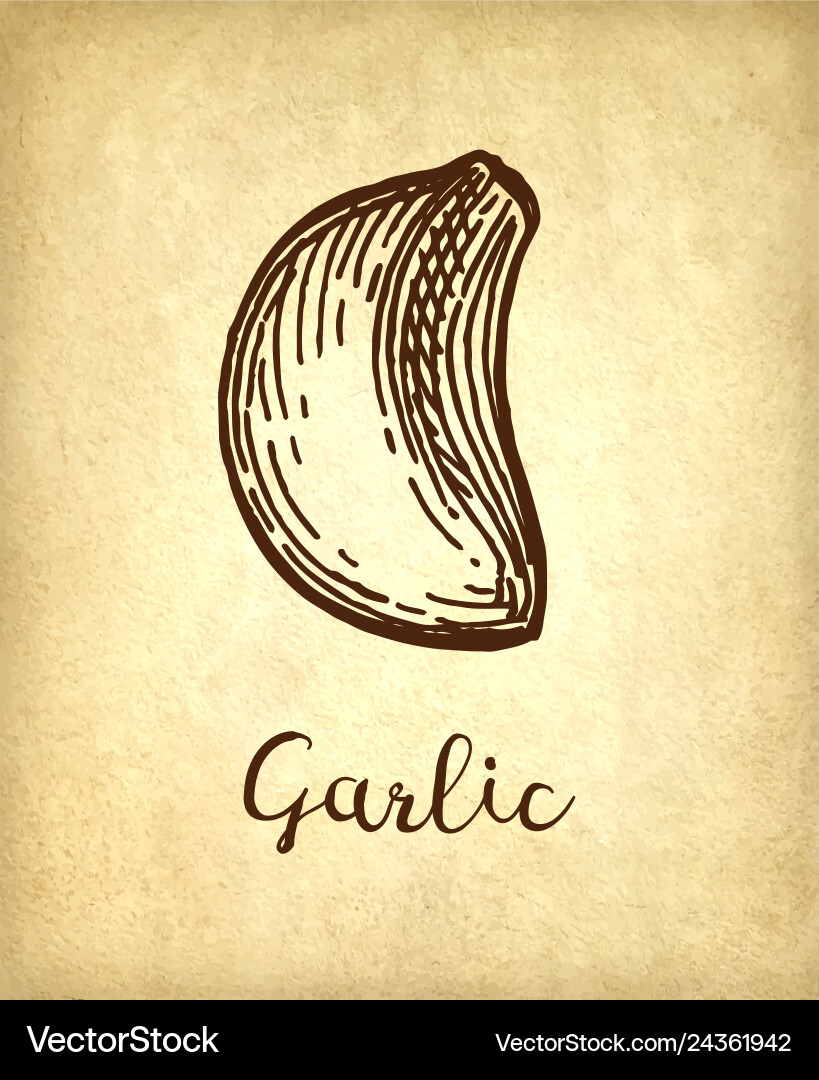 Ink sketch of garlic Royalty Free Vector Image