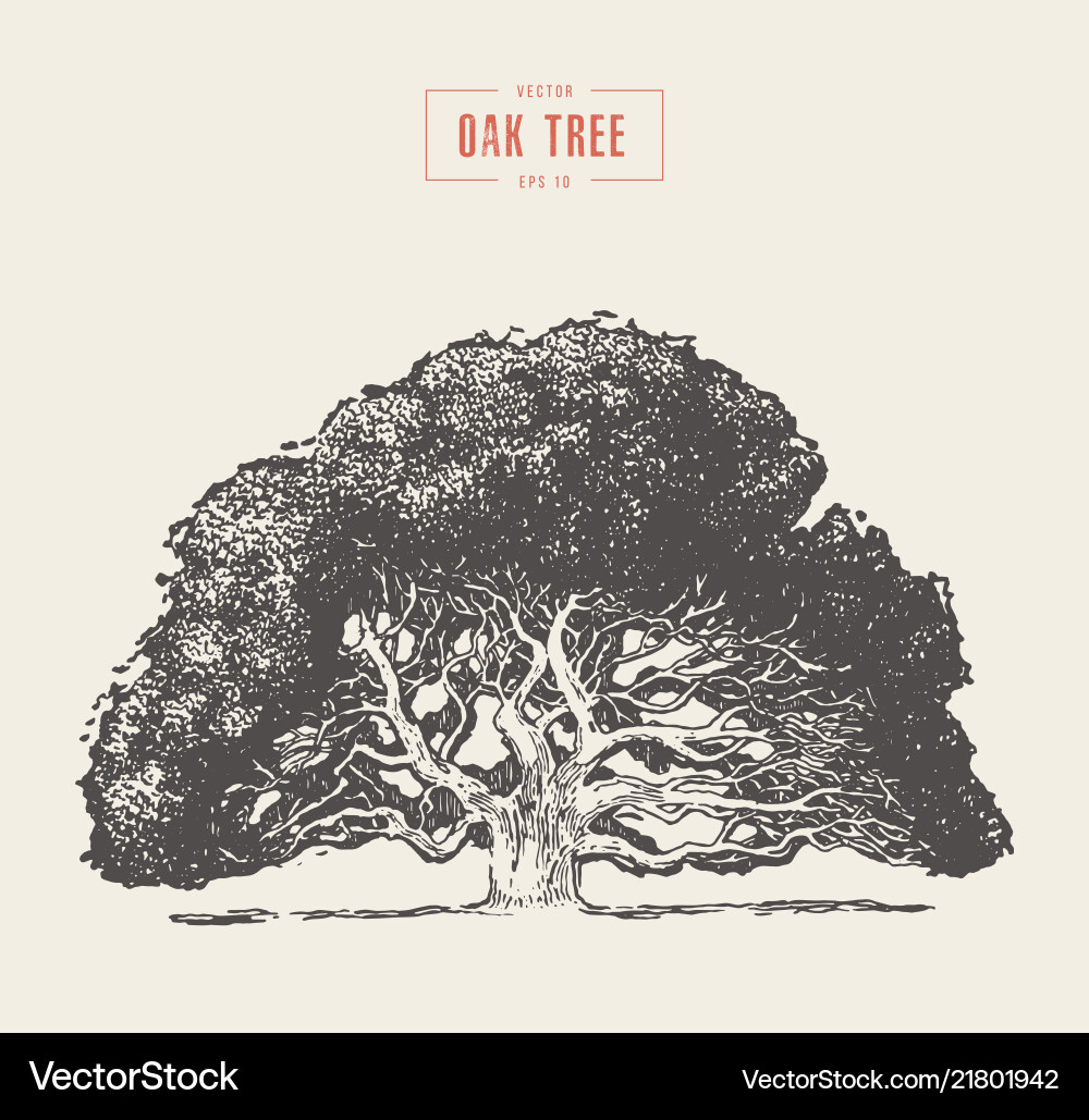 Old Olive Tree Vector Images (over 9,700)