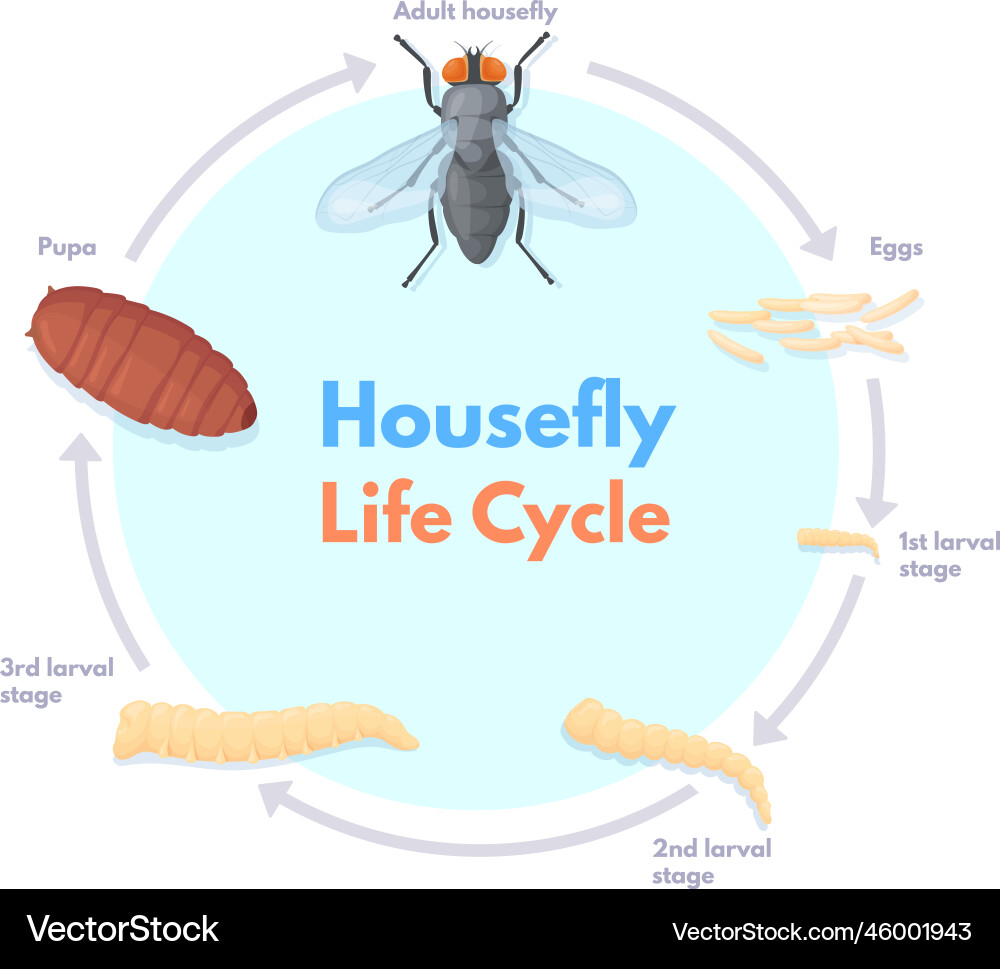 Housefly Life Cycle Stages Royalty Free Vector Image