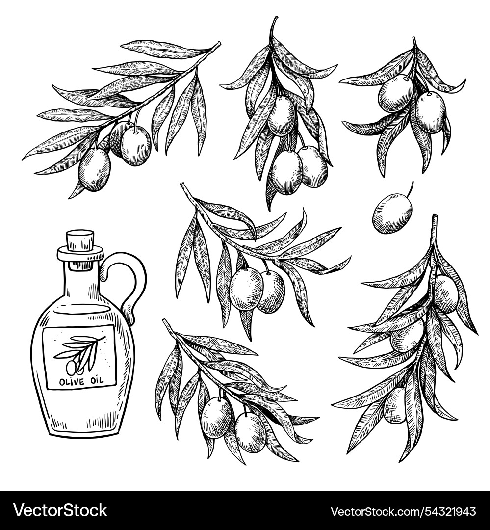 Monochrome hand-drawn of olive branches Royalty Free Vector