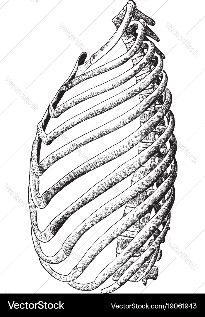 Vintage Anatomical Ribs Left Side Drawing Vector Image
