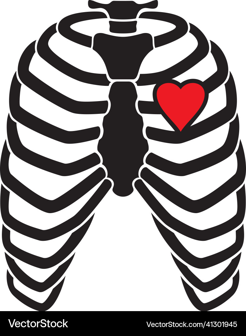 Human rib cage skeleton with heart Royalty Free Vector Image
