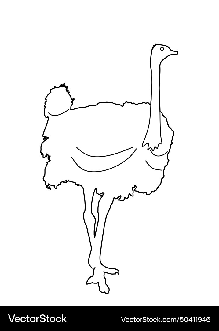 Ostrich line contour silhouette Royalty Free Vector Image
