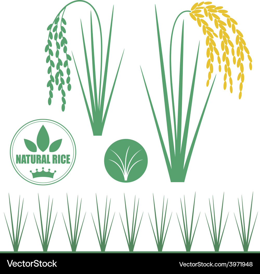 Rice Royalty Free Vector Image - VectorStock