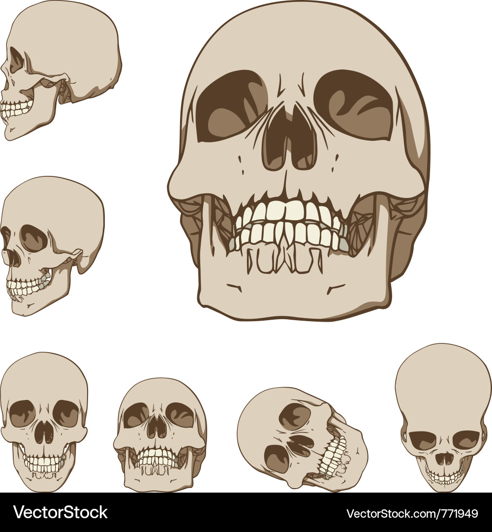 Perspective Skull Vector Images (84)