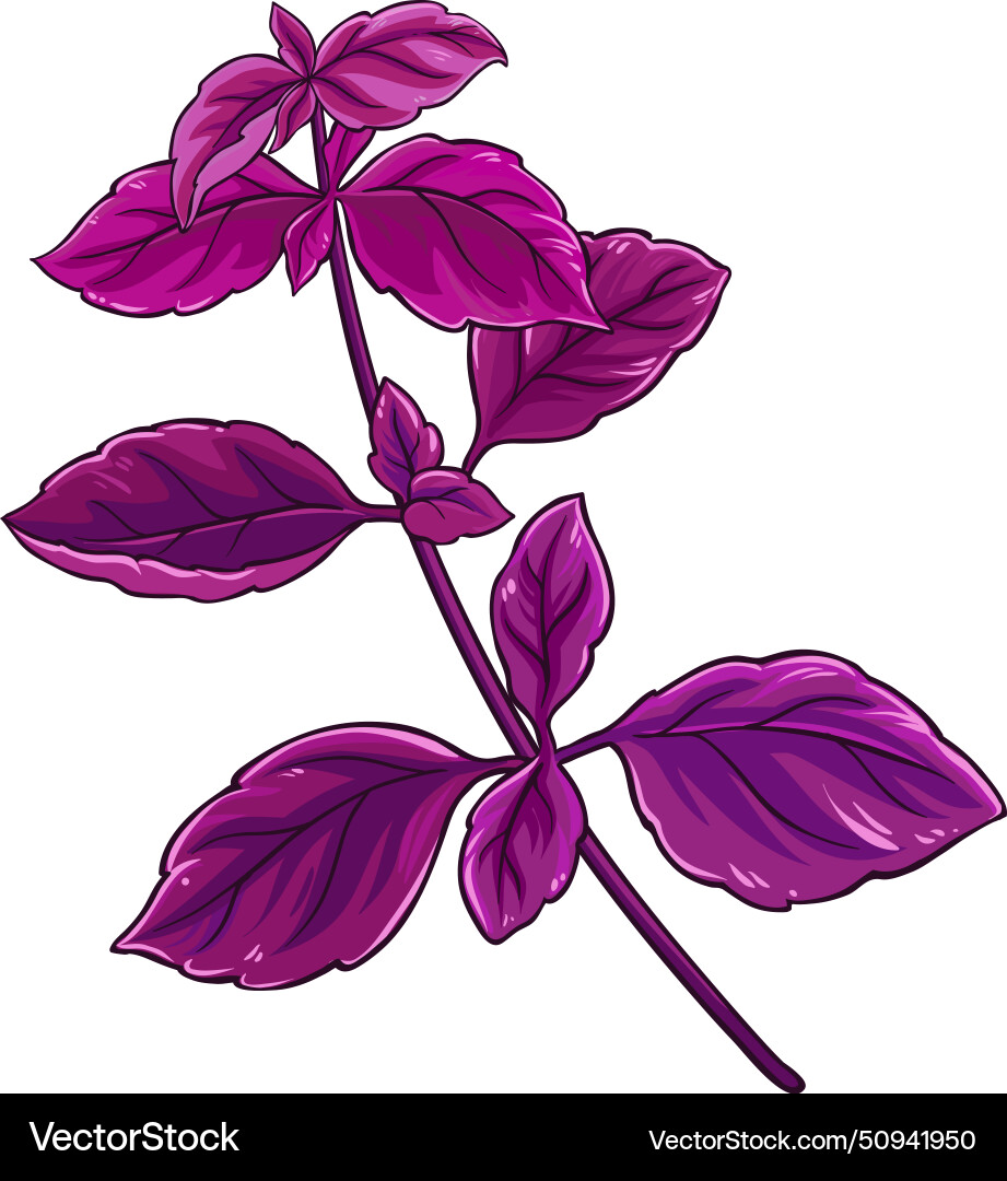 Purple basil branch colored detailed Royalty Free Vector