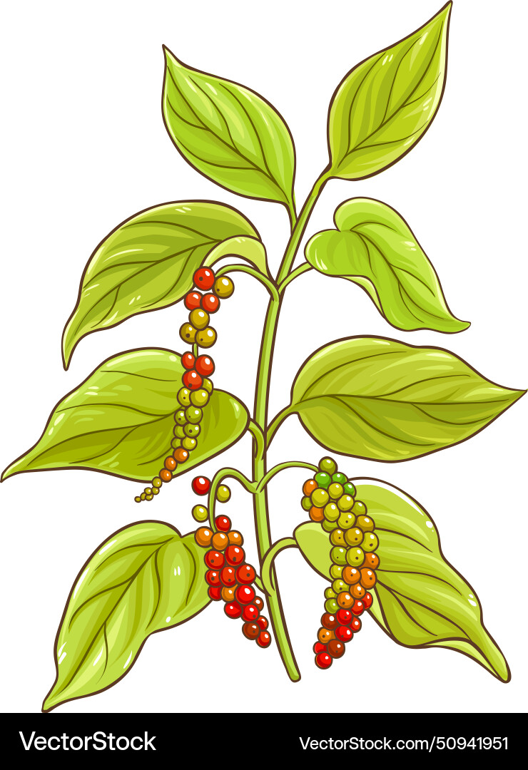 Black pepper branch colored detailed Royalty Free Vector