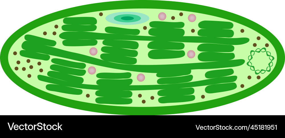 Cells in leaf composition Royalty Free Vector Image