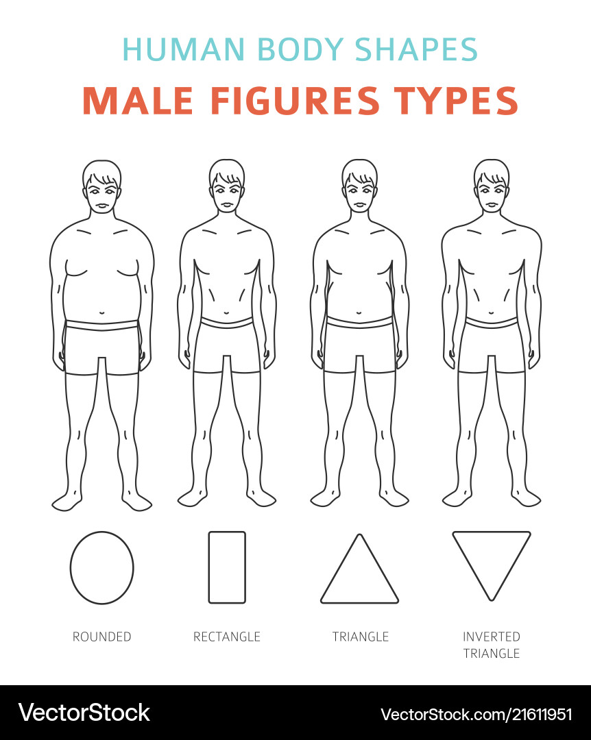 Male Body Types - Shape Set Royalty Free Vector Image