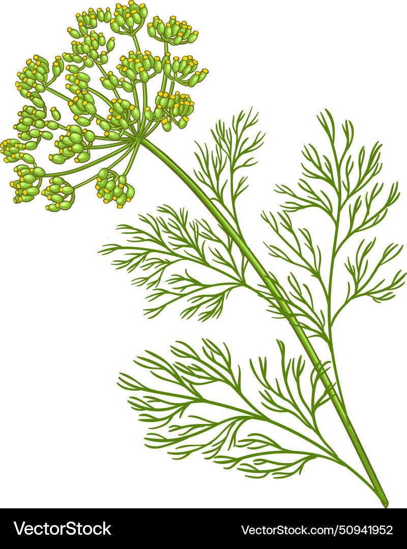 Dill plant colored detailed Royalty Free Vector Image