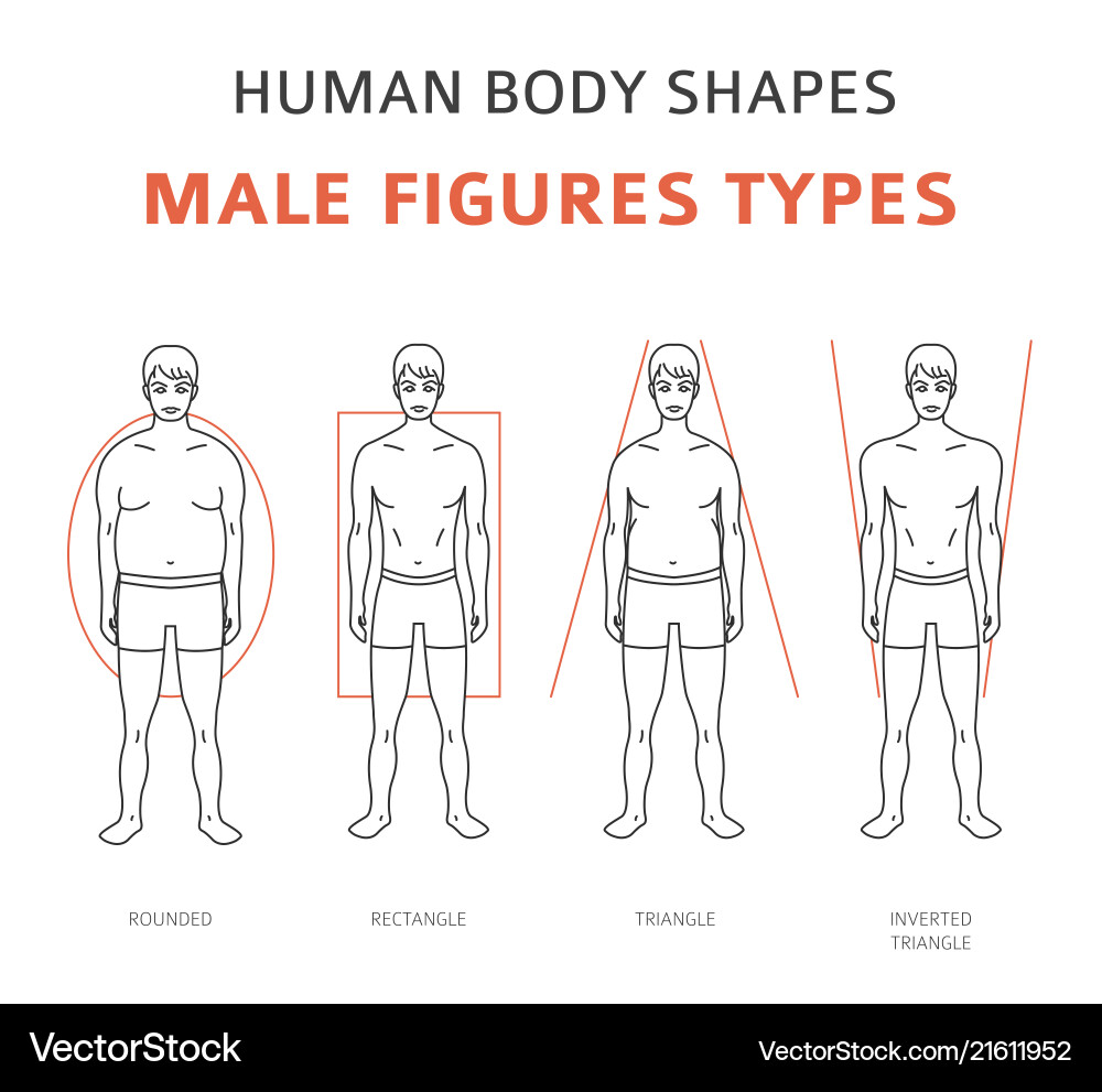 Male Body Types Chart Size Chart Body Types Male Body Stock Vector