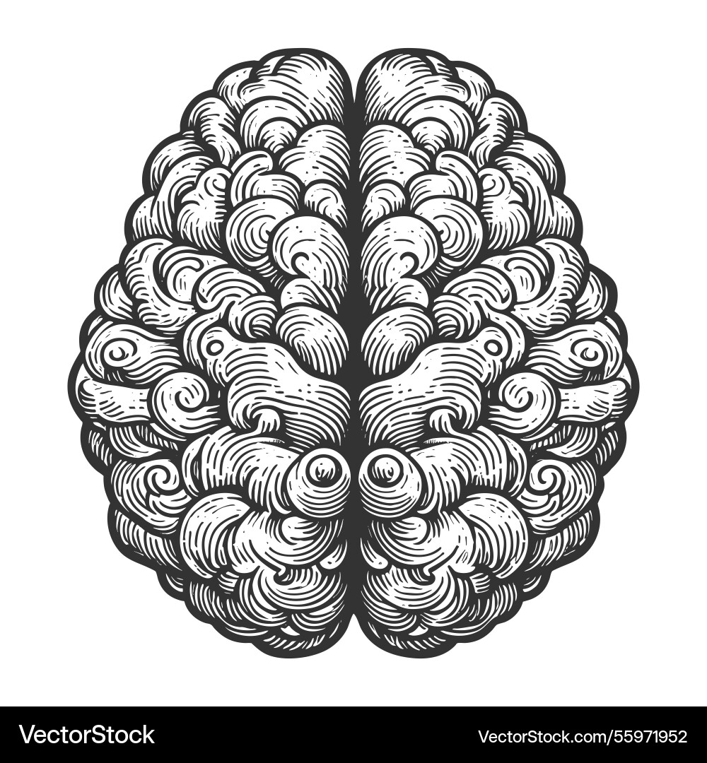 Human brain Royalty Free Vector Image - VectorStock