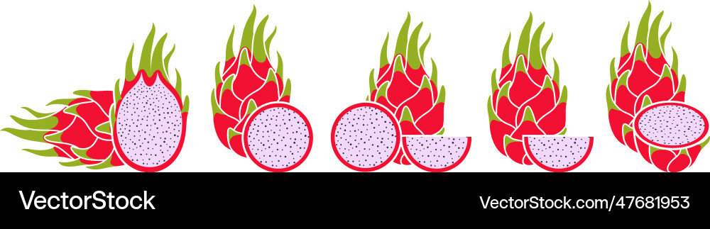 Dragon fruit Royalty Free Vector Image - VectorStock