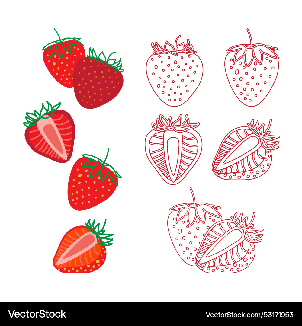 Strawberry drawing hand drawn botanical set Vector Image