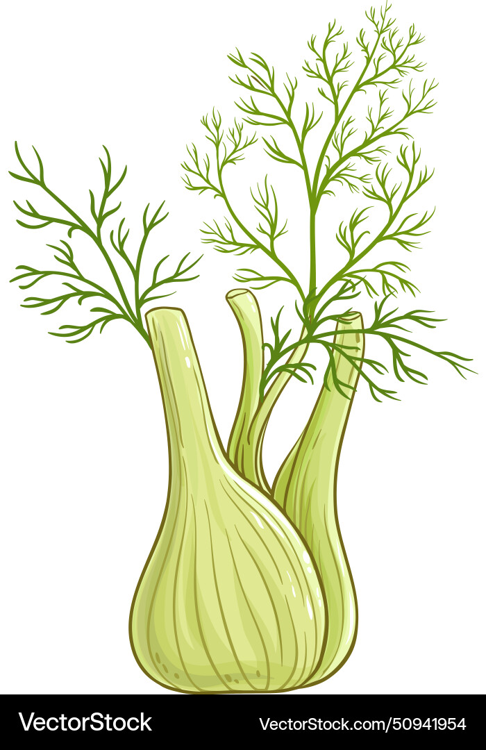 Fennel plant colored detailed Royalty Free Vector Image