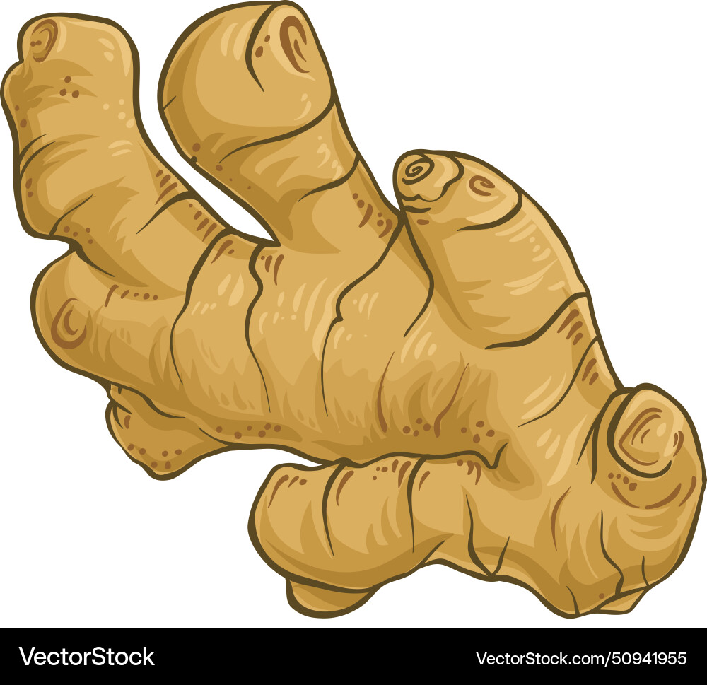 Ginger root colored detailed Royalty Free Vector Image