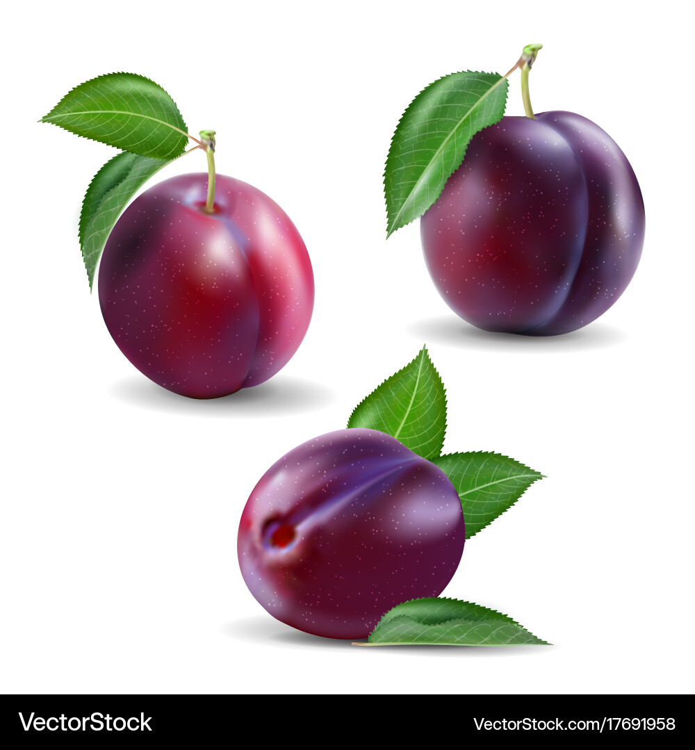 Quality realistic plum collection plums Royalty Free Vector