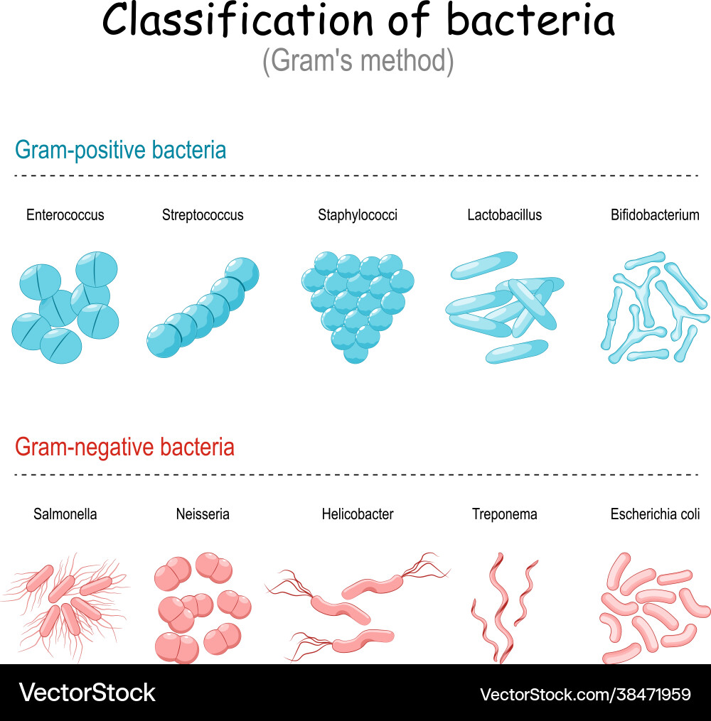 What Is Bacteria Classification With Pictures