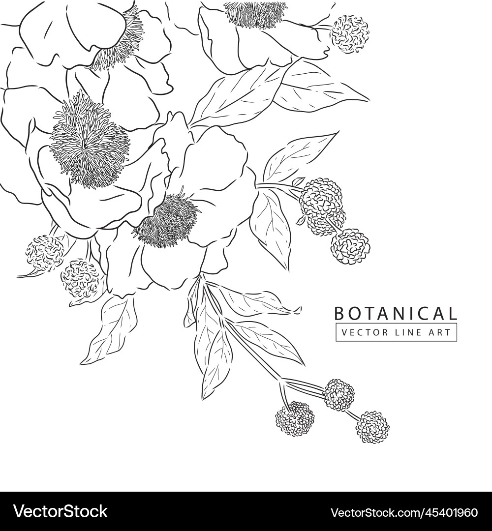 Botanical line art hand drawn flower Royalty Free Vector