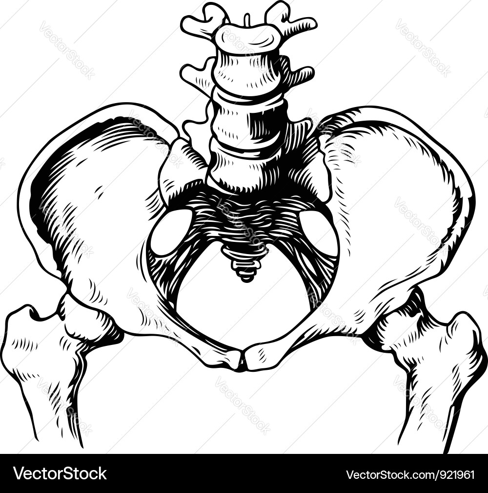 Male Pelvis Anatomy Diagram Royalty Free Vector Image