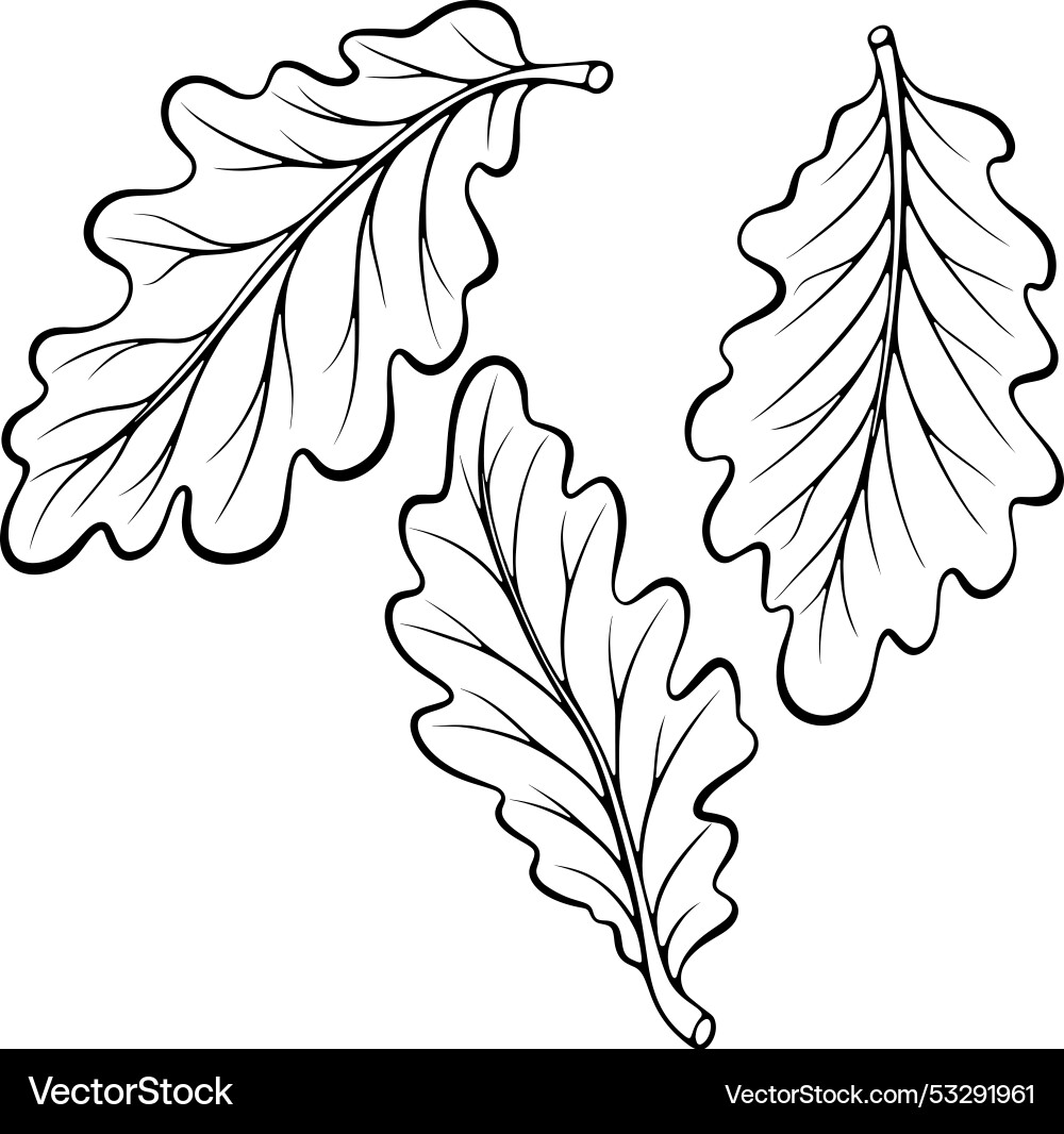 Oak leaves fall line art Royalty Free Vector Image