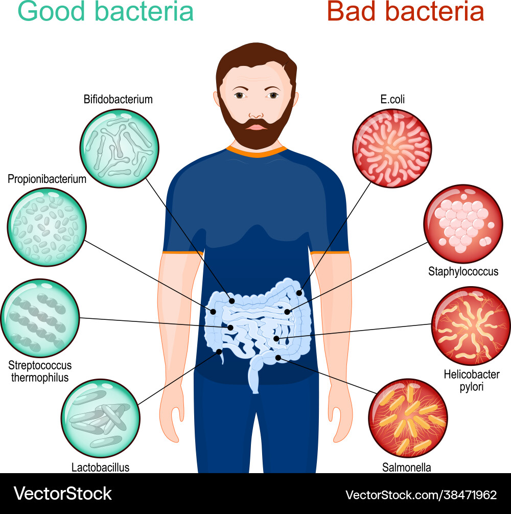 Gute und schlechte Bakterien Poster über Probiotika