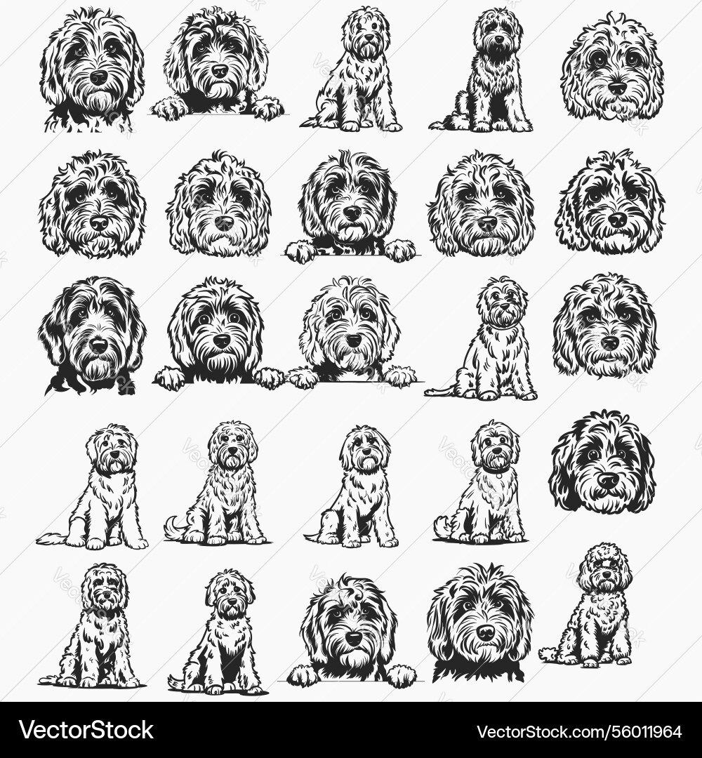 Labradoodle svg dog svg cricut cute pet face cli Vector Image