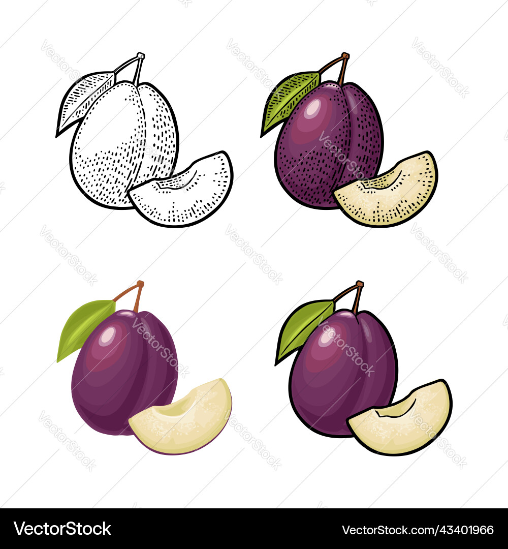 Whole and slice plum with seed leaf Royalty Free Vector