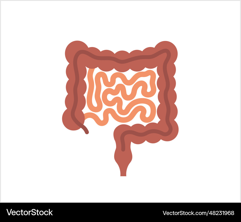 Simple gut and small intestine gastrointestinal Vector Image