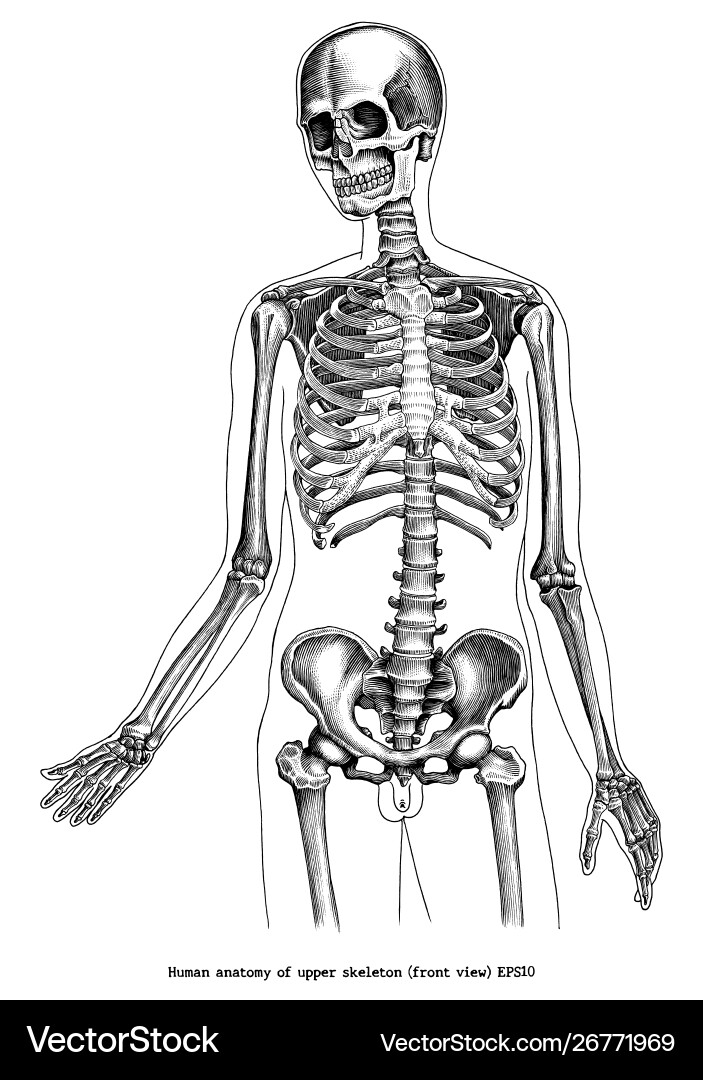 Antique engraving human anatomy upper Royalty Free Vector