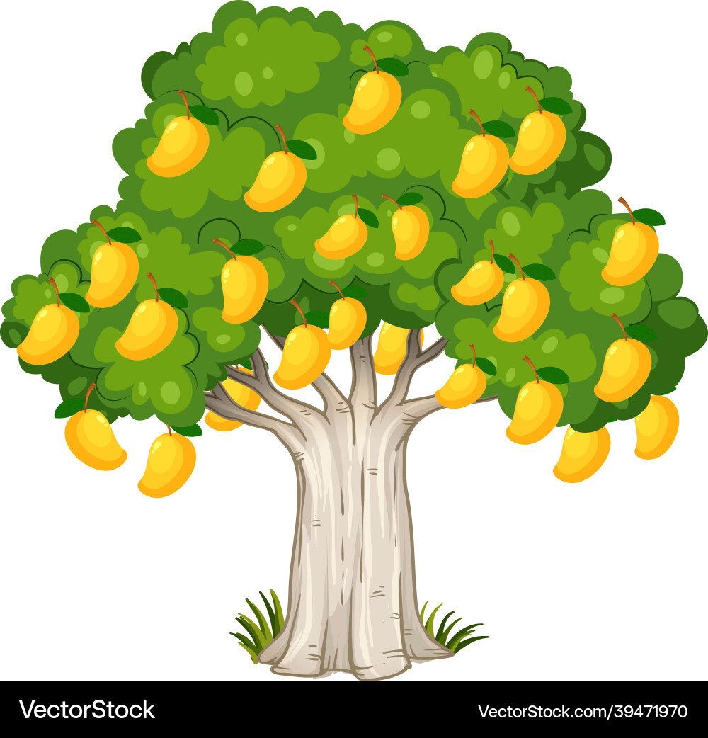 Yellow mango tree isolated on white background Vector Image
