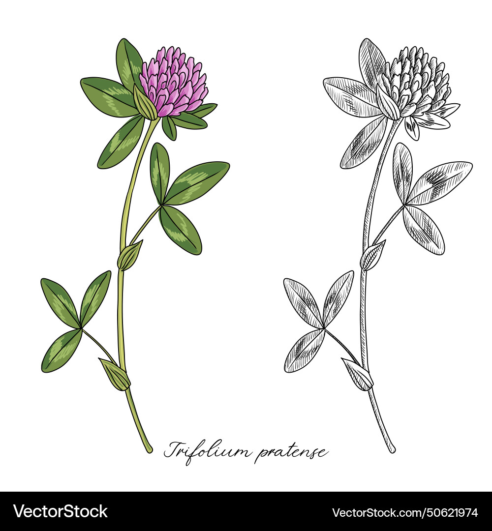 Drawing red clover Royalty Free Vector Image - VectorStock