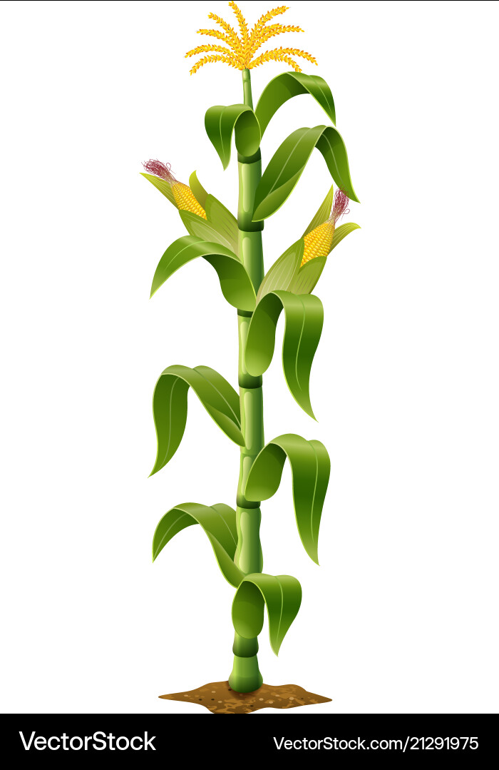 Corn plant Royalty Free Vector Image - VectorStock