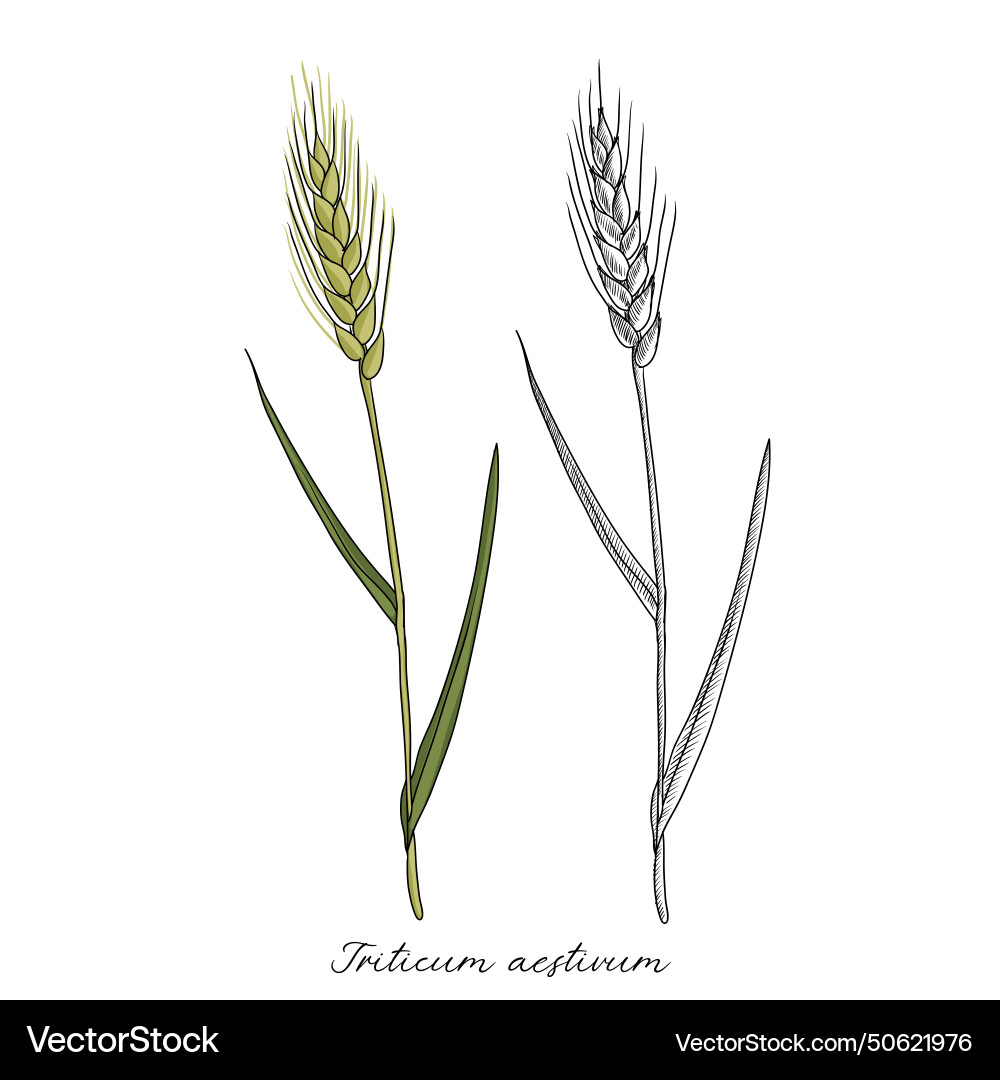 Drawing wheatgrass Royalty Free Vector Image - VectorStock