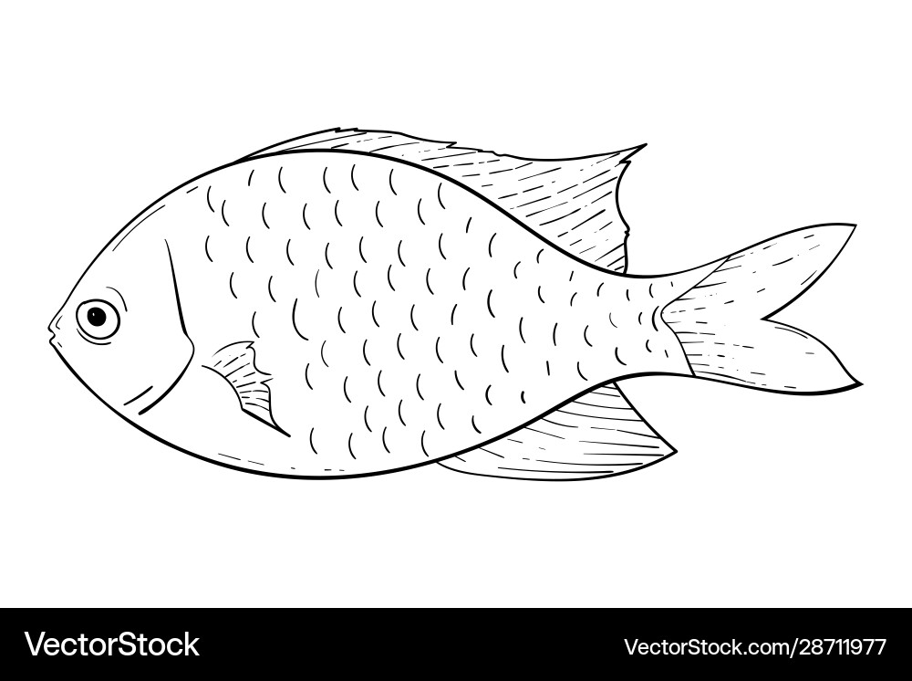 Black and White Fish Drawing Royalty Free Vector Image