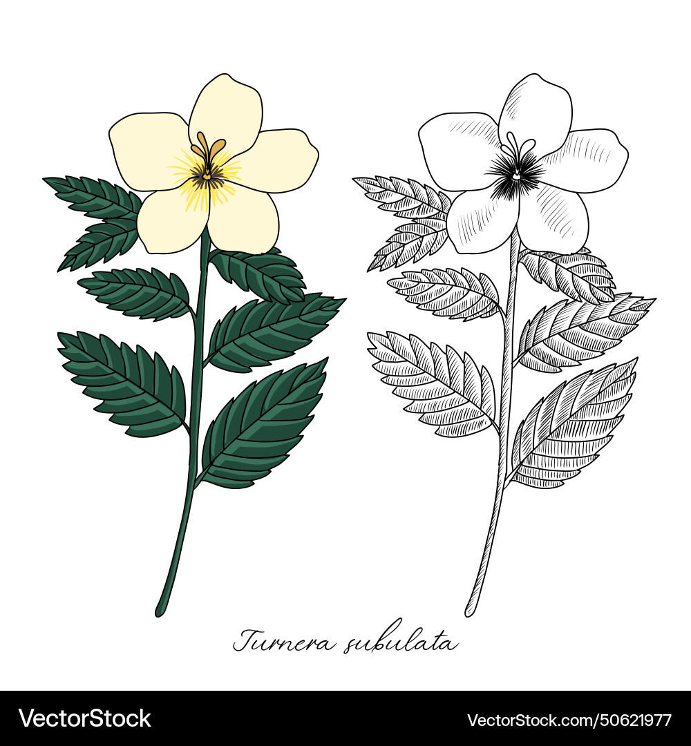 Drawing white buttercup Royalty Free Vector Image