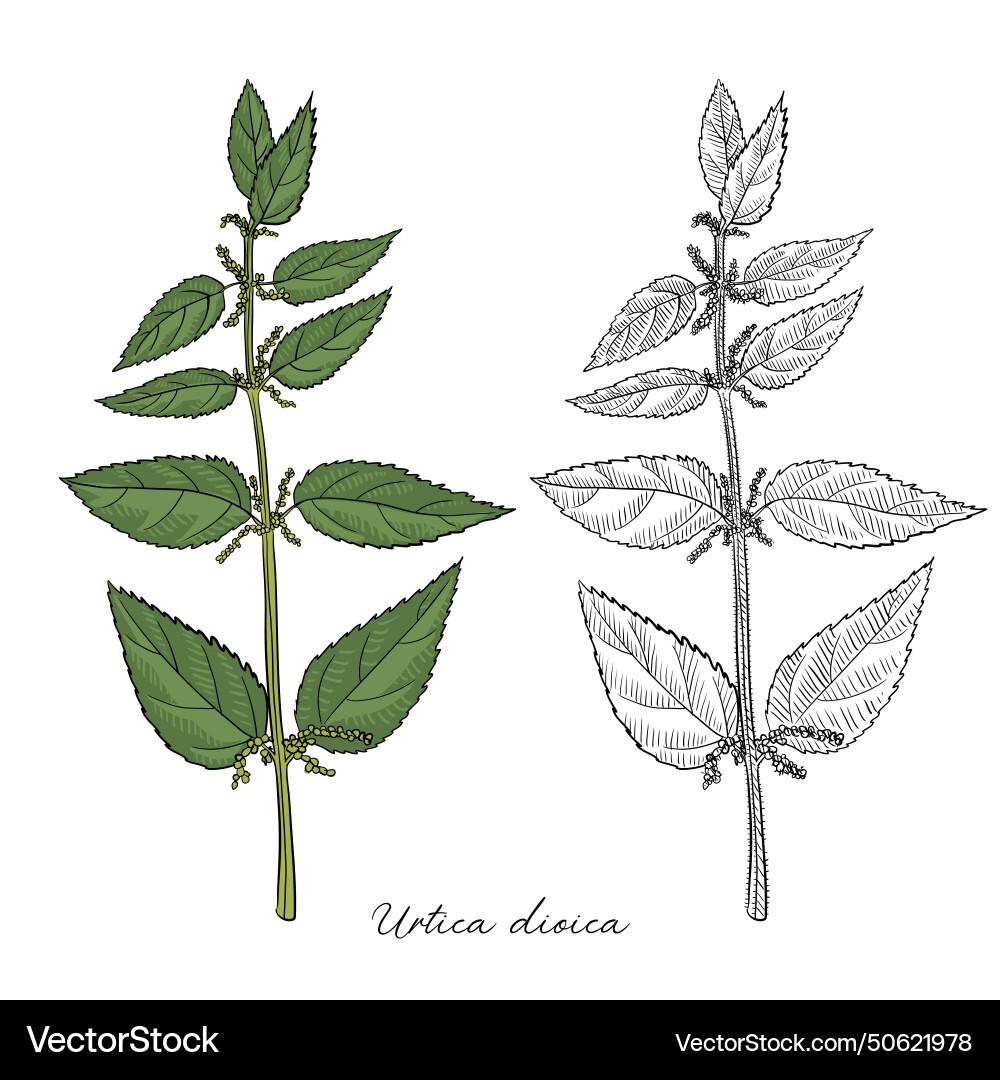 Drawing nettle Royalty Free Vector Image - VectorStock