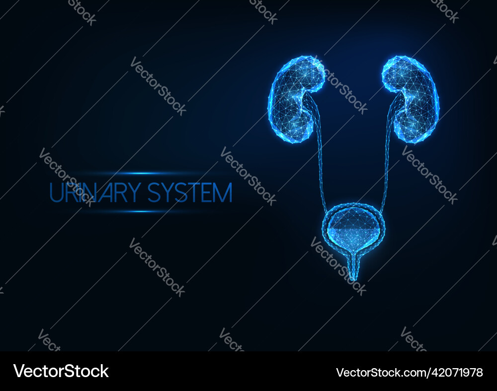 Futuristic human urinary system concept Royalty Free Vector