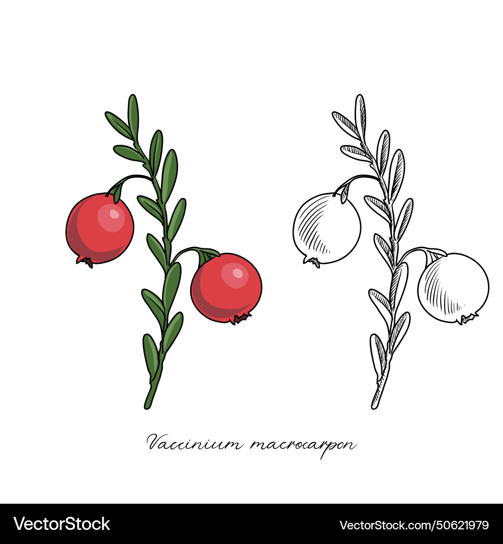 Drawing cranberry Royalty Free Vector Image - VectorStock