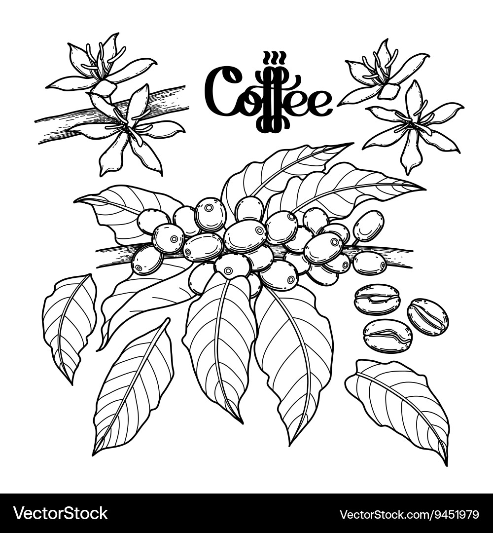 Graphic coffee collection Royalty Free Vector Image