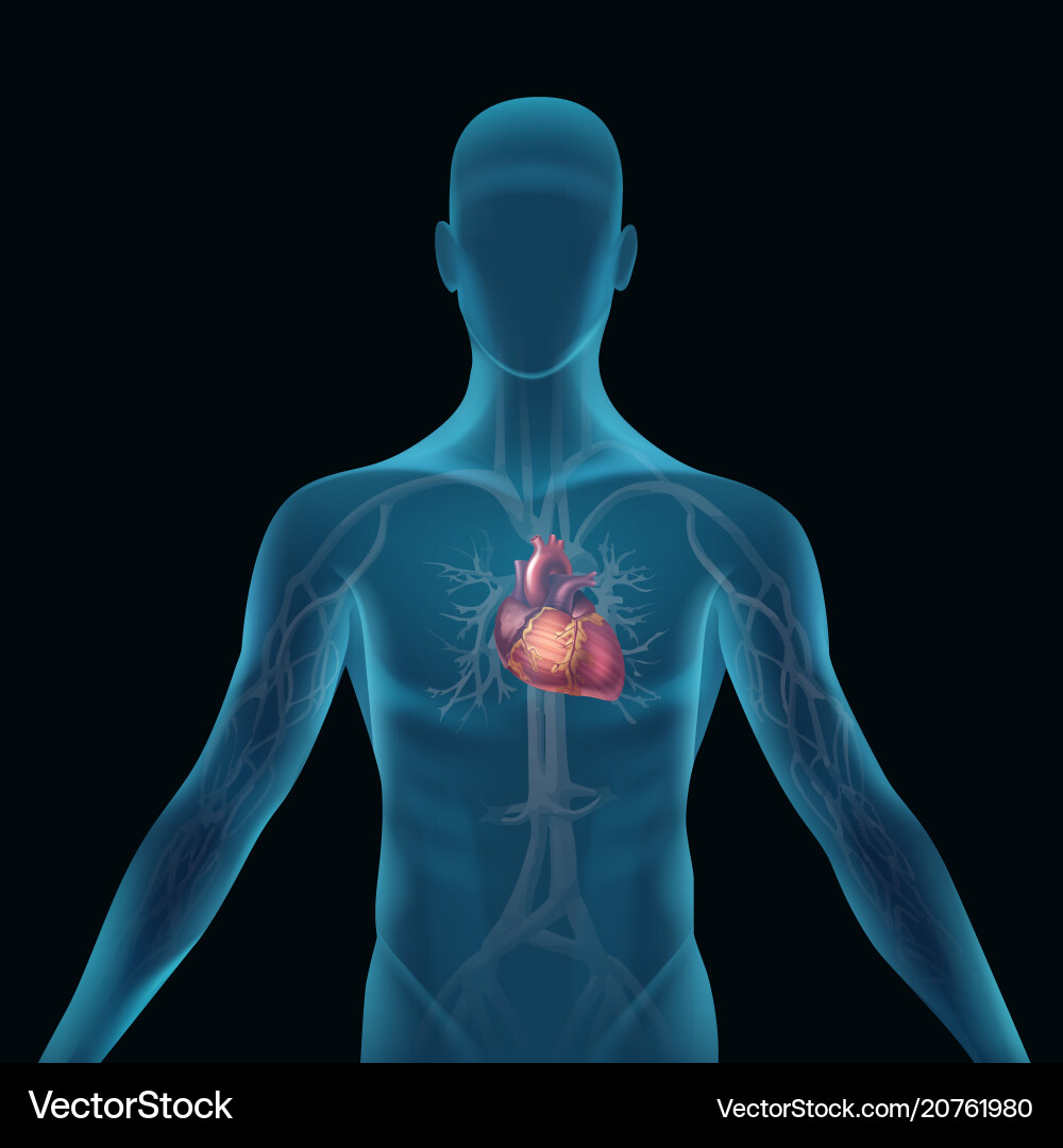 Human Heart Transparent Vector Images (over 1,100)