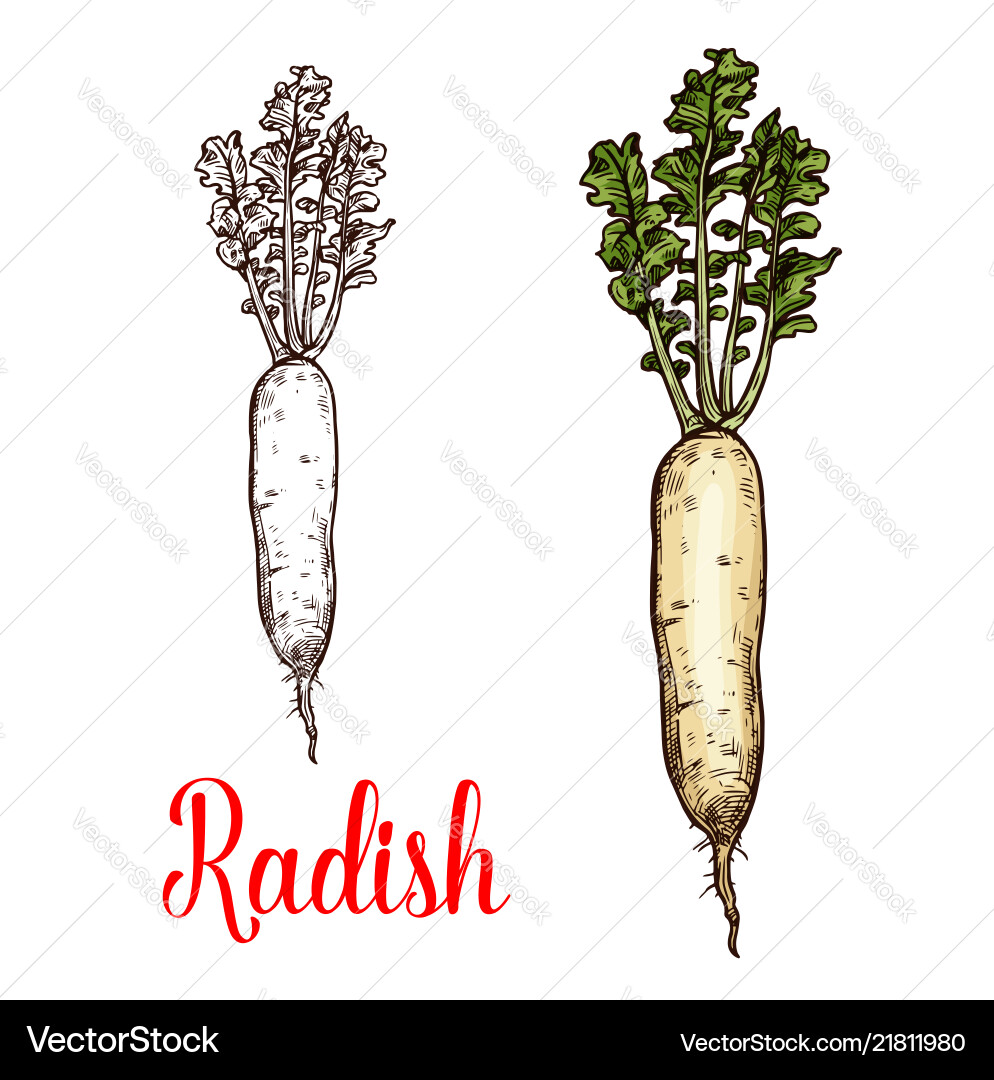 Radish vegetable tuber sketch Royalty Free Vector Image