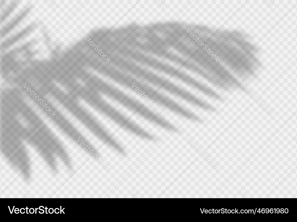 Shadow overlay of palm tree branch Royalty Free Vector Image