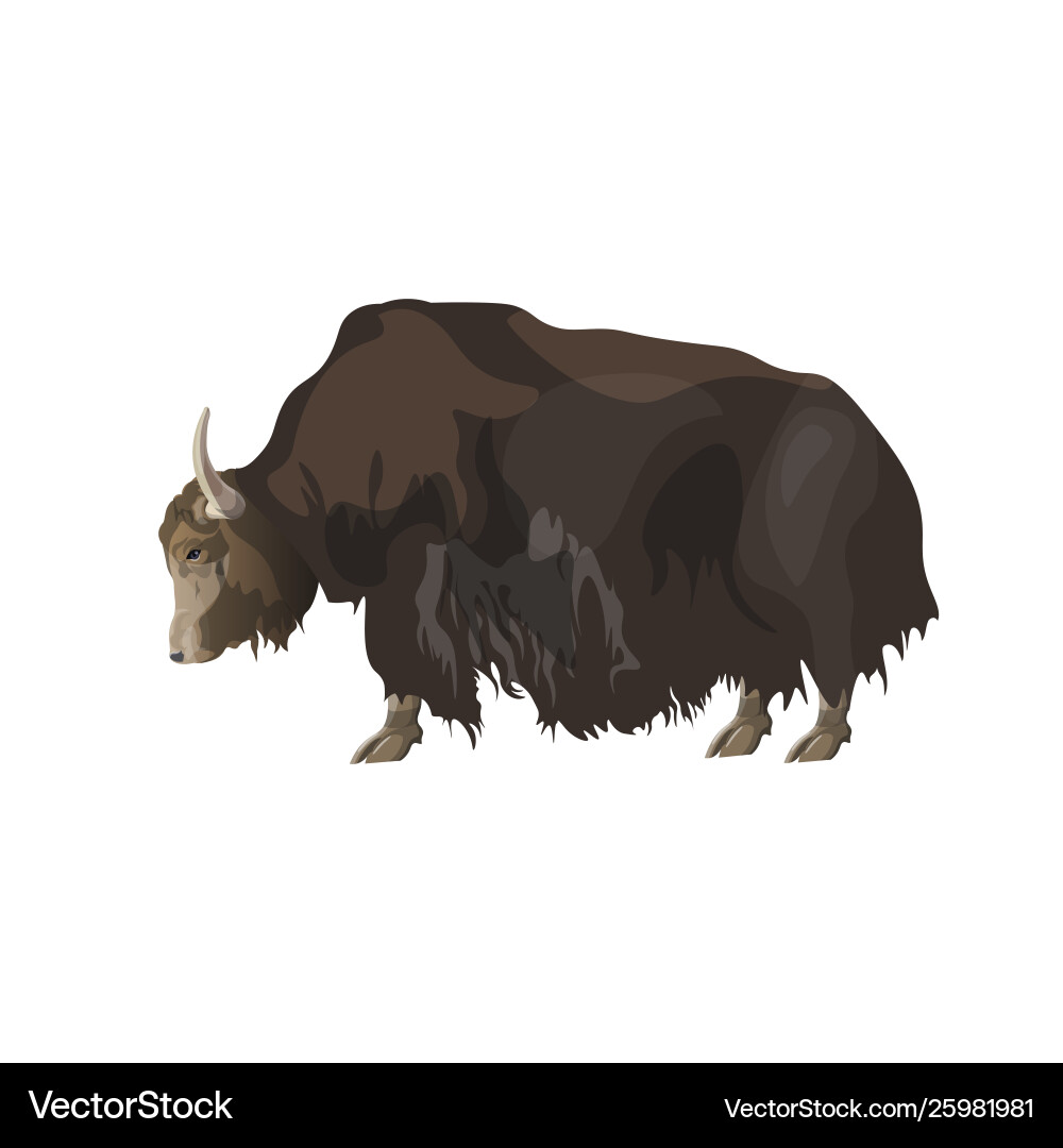 Domestic yak Royalty Free Vector Image - VectorStock