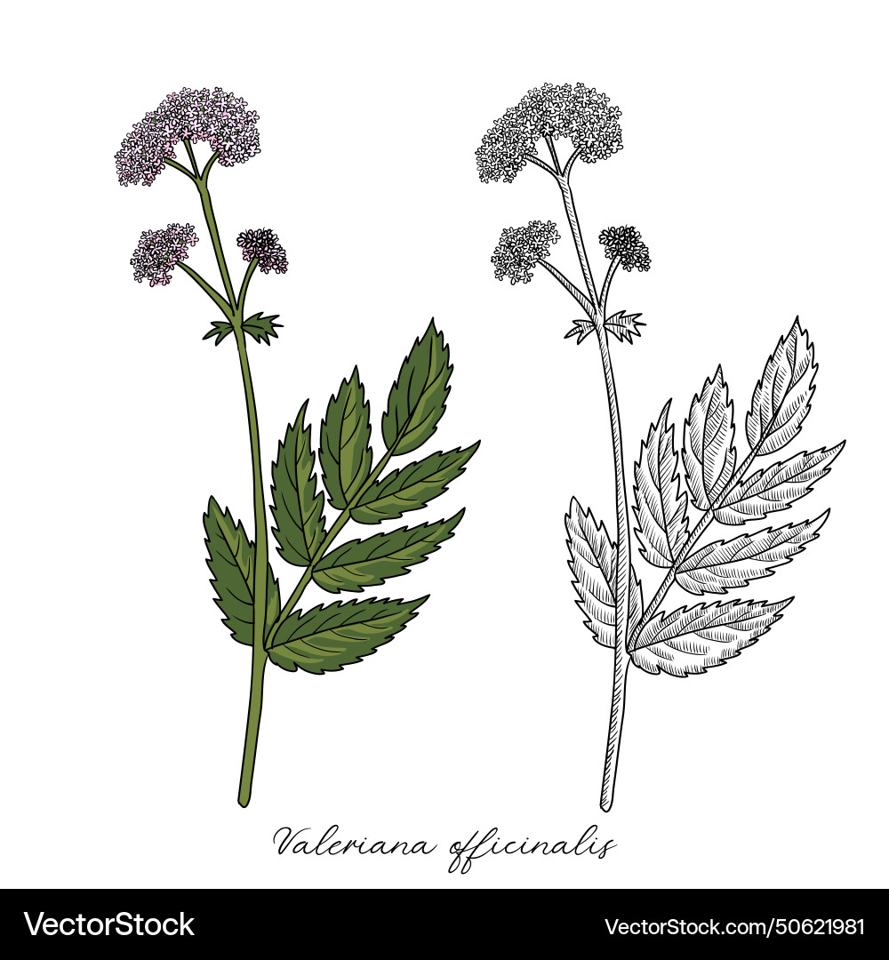 Drawing valerian Royalty Free Vector Image - VectorStock