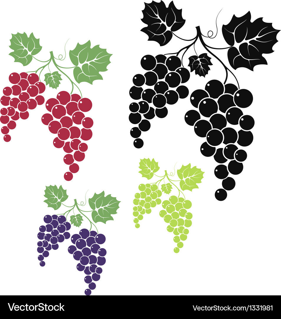 Grape Royalty Free Vector Image - VectorStock