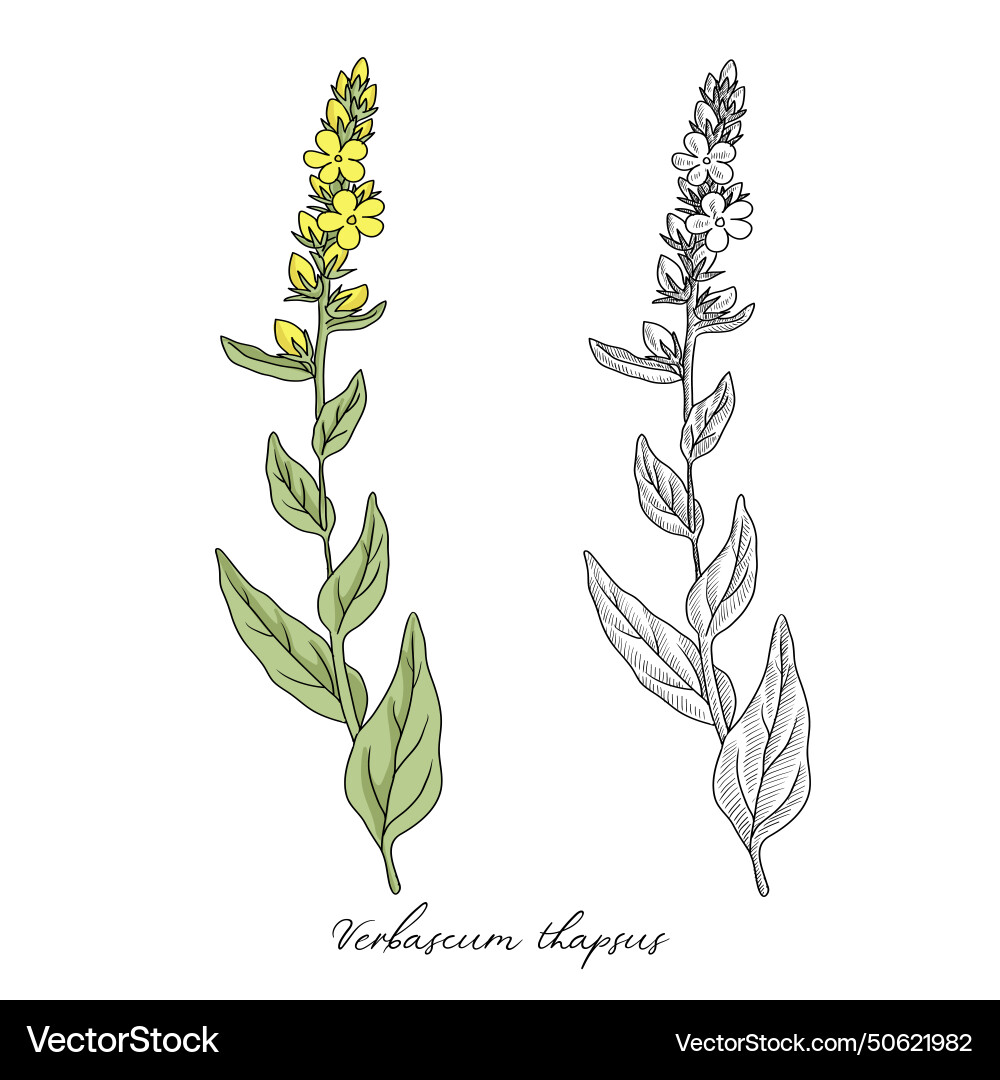 Drawing mullein Royalty Free Vector Image - VectorStock