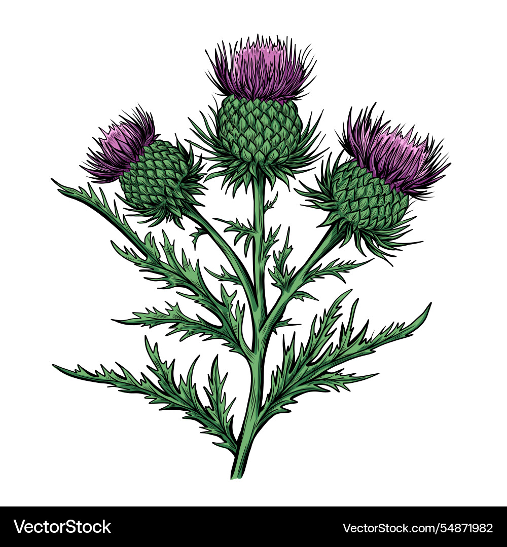 Scottish Thistle Vector Images (over 380)