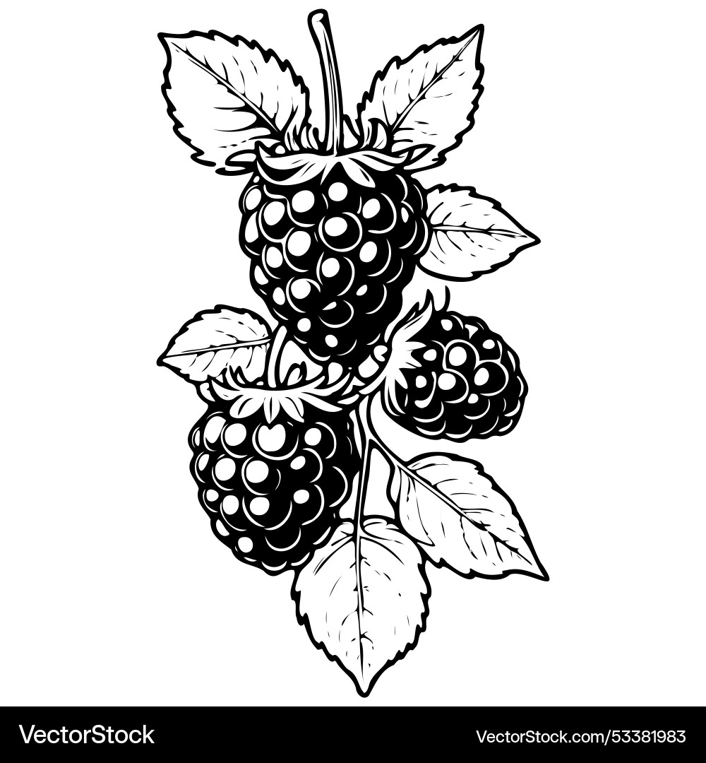 Isolated black raspberry hand drawn fruit Vector Image